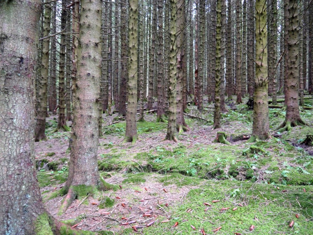 Romans and Reivers: 5 – Craik Forest | Drow 'n' Smirr