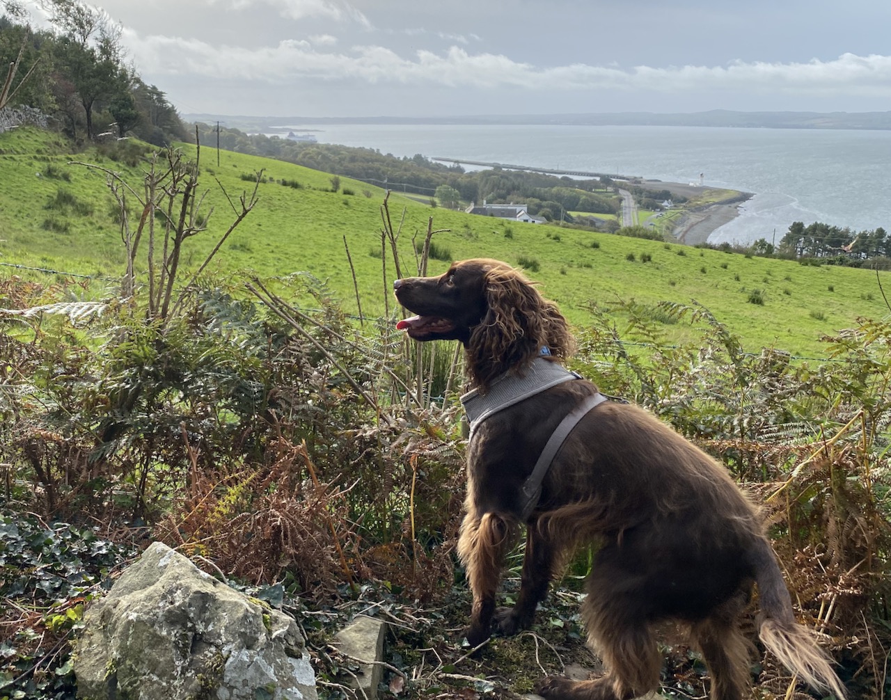 Drow 'n' Smirr | Some walks, mostly in SW Scotland, often in waterproofs